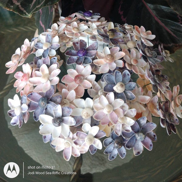 Shell Arrangements - Etsy
