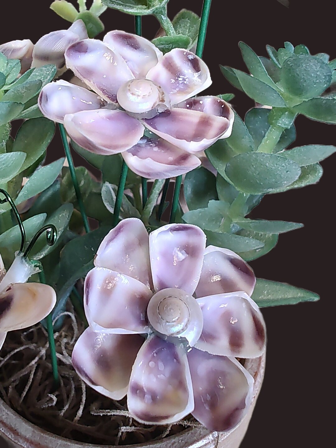 Purple Coquina Shell Flowers With Snail Centers, Coastal Decor: Set of ...