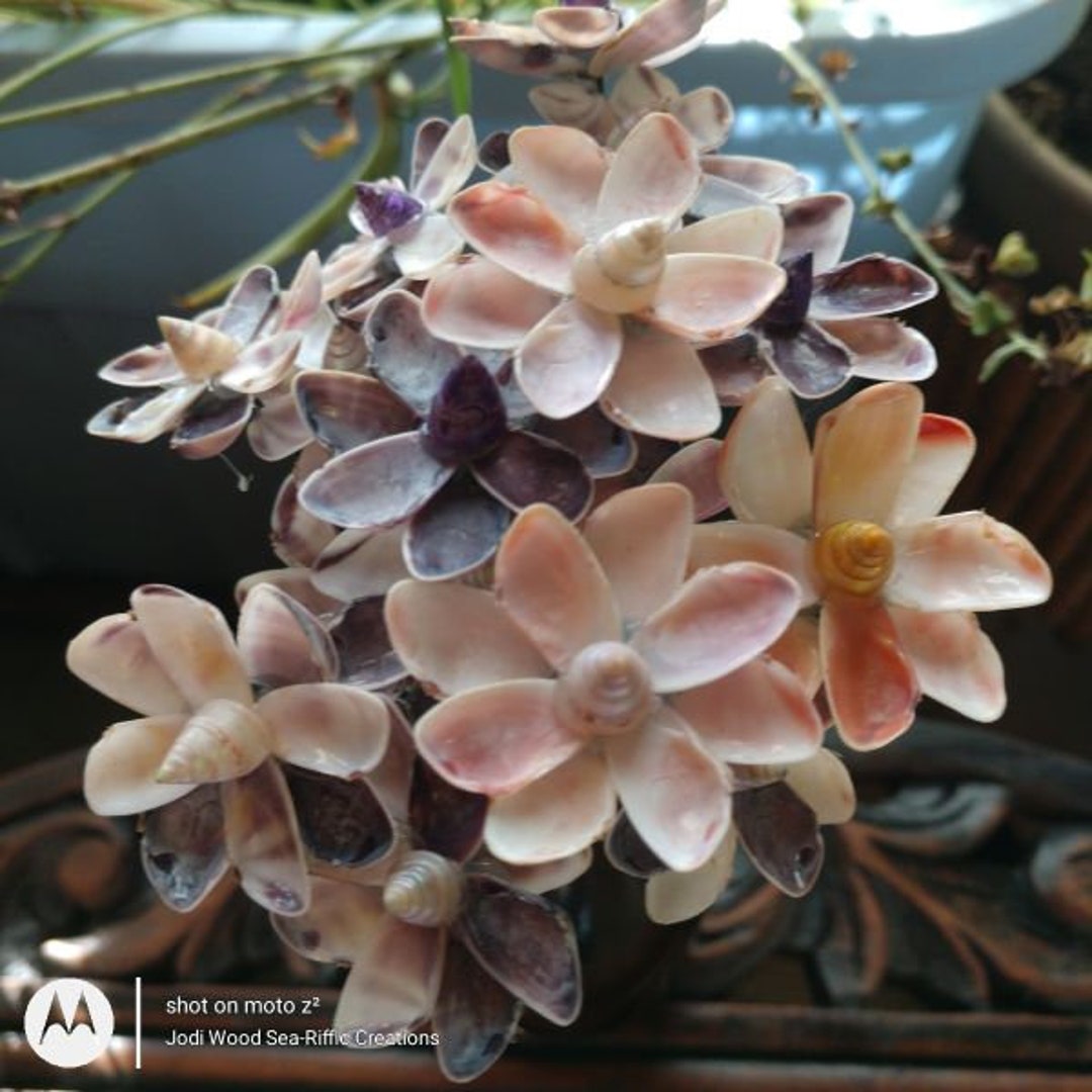 5-coquina Shell Flowers With Cone Snail Center. - Etsy