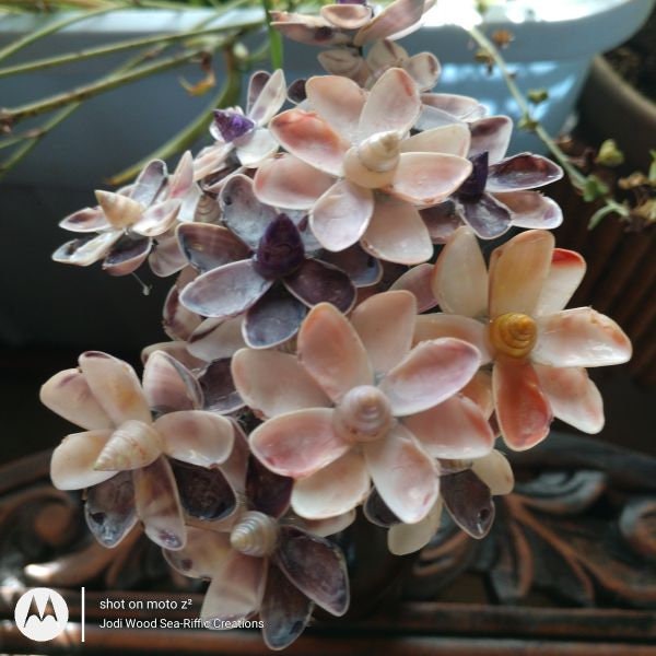 Shell Flowers - Etsy