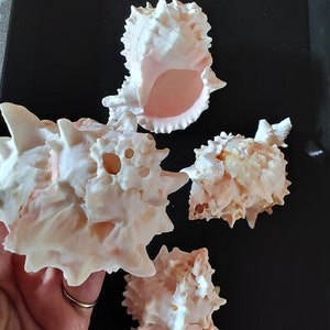 Pink Murex/hermit Crab Shell/airplant Holder/sea Shell/ Beach Decor - Etsy