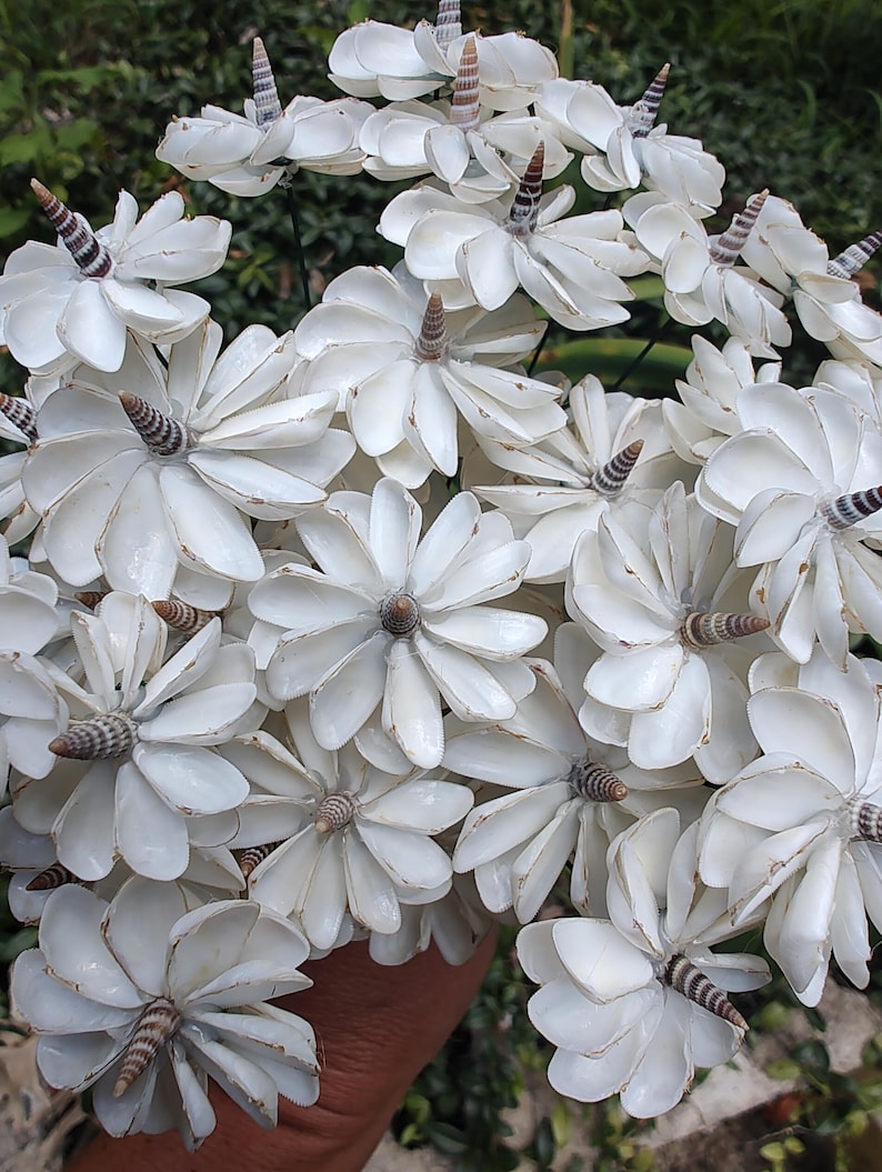 Coquina Shell Flowers: Coastal Home Decor, Set of 3 - Etsy