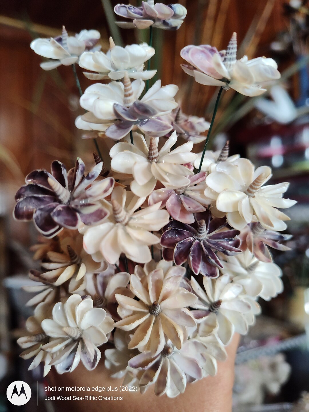3-petite Pinwheel Coquina Shell Flowers, 15 Shells With Snail in Center ...