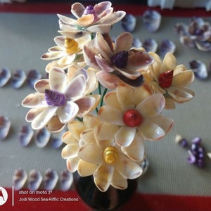 10-petite Flowers With 10 Petals / Multi-color Coquina Shell Flowers ...
