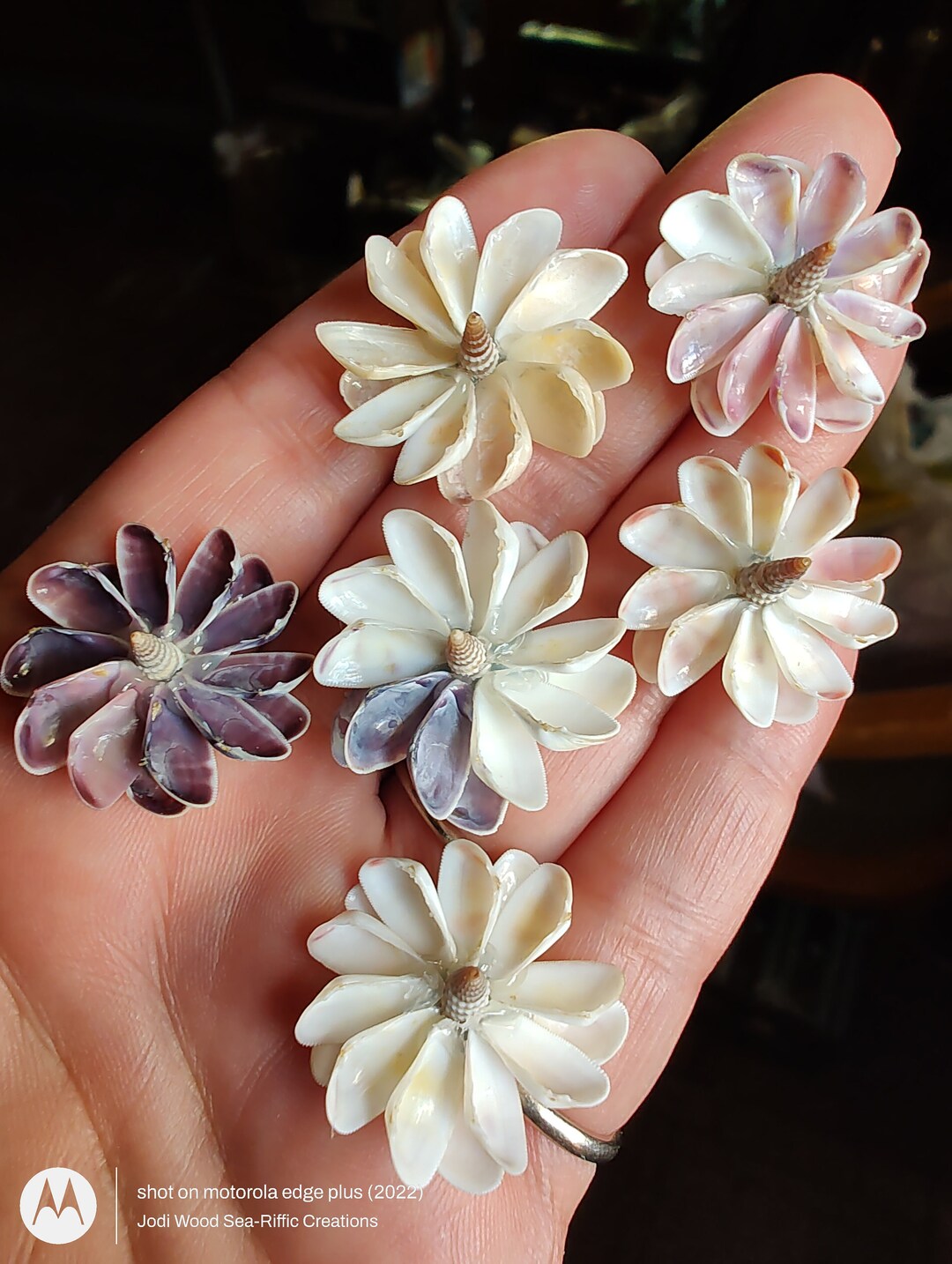 Coquina Shell Flowers: Coastal Home Decor, Set of 3 - Etsy