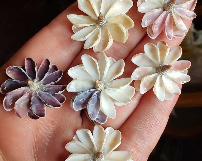 10-petite Flowers With 10 Petals / Multi-color Coquina Shell Flowers ...