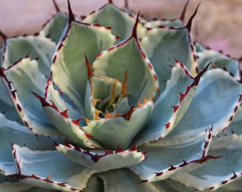 Aloe 'AJR' hybrid 3.5 Pot | Etsy
