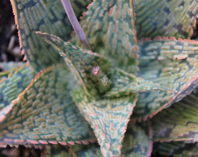 Aloe 'lime Fizz' Hybrid 5” Pot - Etsy