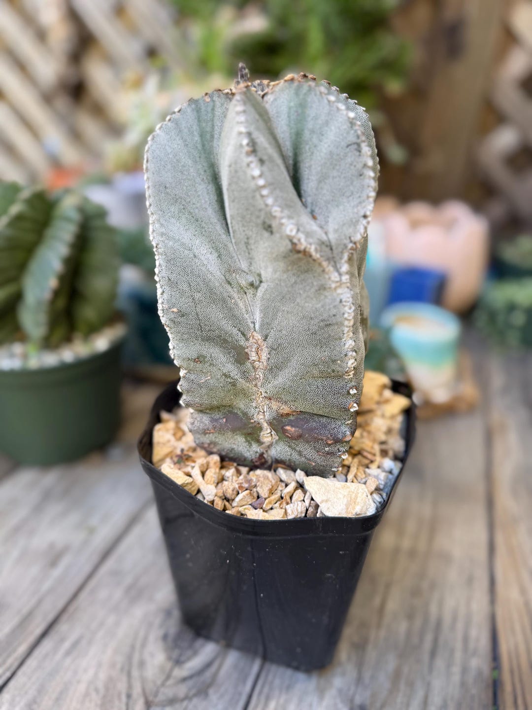 Rare Astrophytum Myriostigma Mother Plant 6” Pot - Etsy