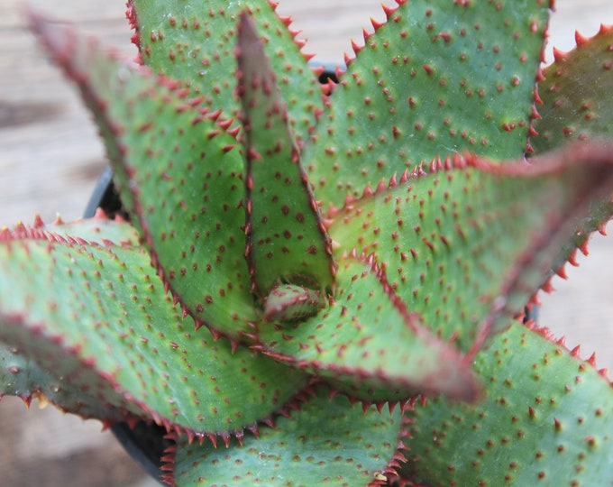 Aloe 'AJR' Hybrid 3.5 Pot - Etsy