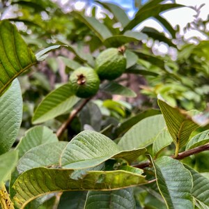 ALL NATURAL Caribbean Fresh Guava Tree Leaves 1 Ounce Never Preserved ...