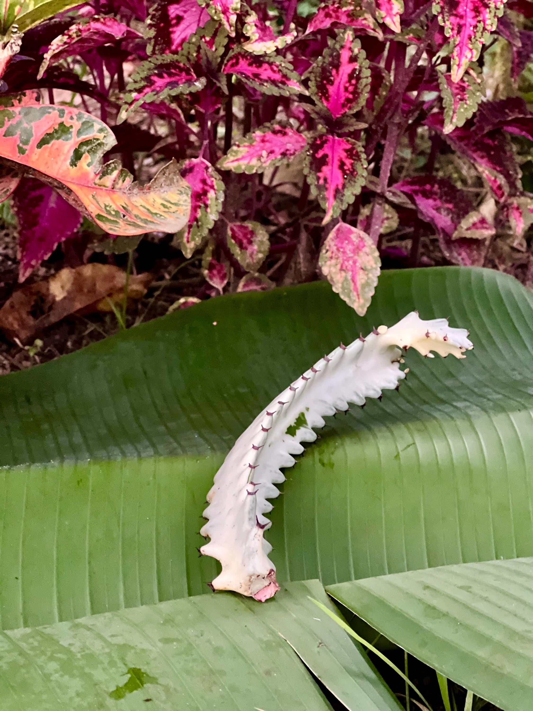 Extemely Rare Varigated Nearly Albino Caribbean Candelabra Dragons ...