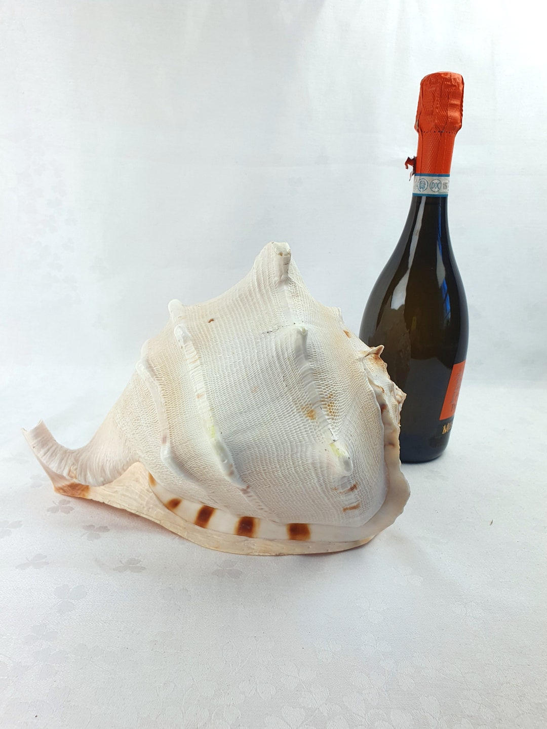 Very Large 11 Queen Helmet Conch Shell Horned Natural Seashell Decor - Etsy