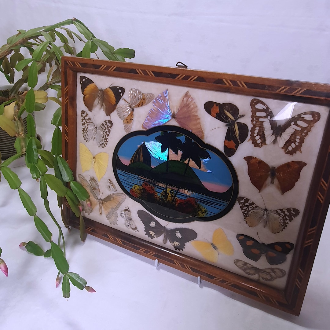 Rio De Janeiro Butterfly Taxidermy Wall Art. Framed Under Glass. 17 ...