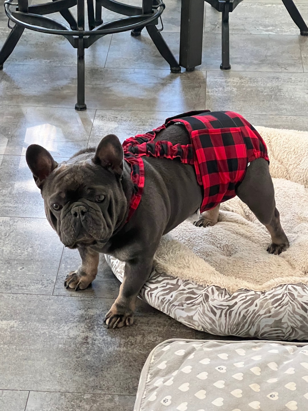 Buffalo Plaid French Bulldog Belly Band: Male Dog Diaper With Bowtie ...