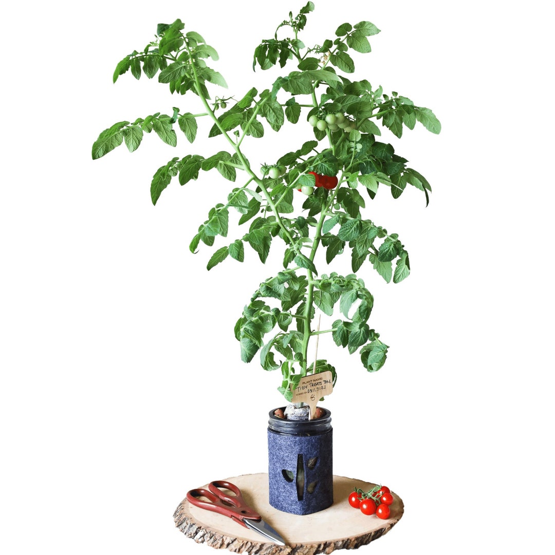 Hydroponic Tomato Garden Kit, Indoor Garden Kit, Mason Jar Garden ...