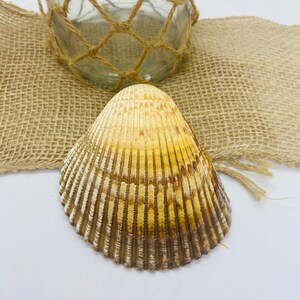 Mermaid Shell Trinket Dish or Coastal Decor | Etsy