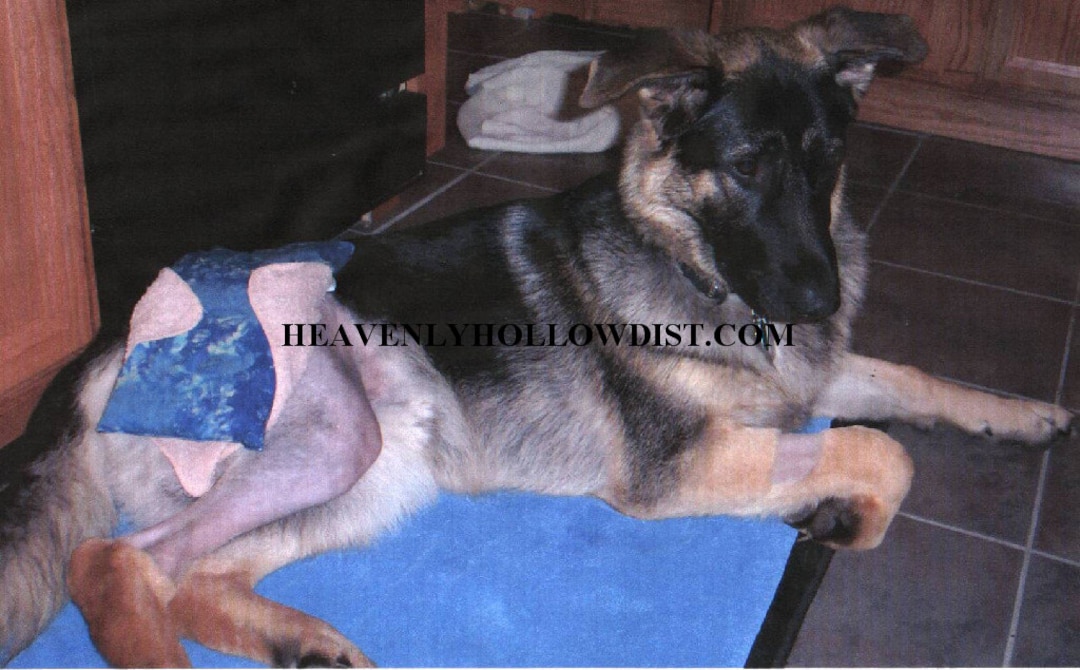 ANIMAL Hot Cold Pack , Herbal Pack , Heat Wrap , Organic , Flax Seed ...