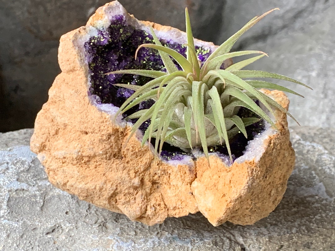 Purple Geode Air Plant,natural Crystal Holder, Succulent Holder, Air ...