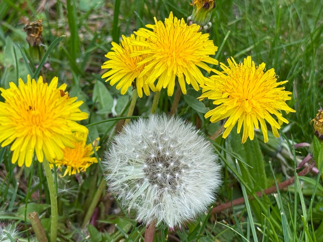 2025 Dandelion Seeds, Taraxacum Officials, NON-GMO Natural Organic Fresh Harvest, Grow Your Own ...