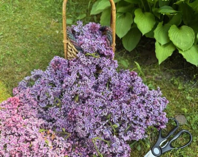 2025 Dried Lilac Flowers, Syringa Vulgaris, NON-GMO Natural Organic ...