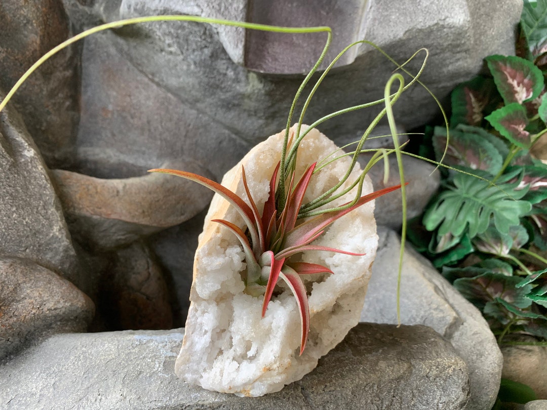 2 Lb. Geode Crystal Holder, Succulent Holder, Air Plants & Succulents ...