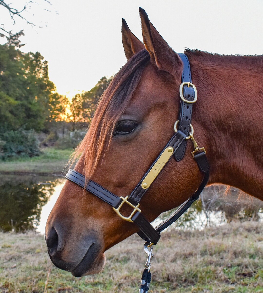 Personalized Premium Leather Horse Halter - Etsy