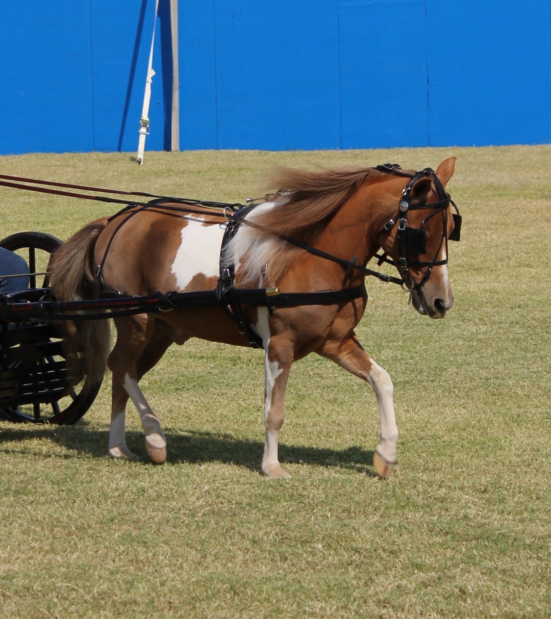 Leather Miniature & Pony Driving Harness - Made in the USA by Mose ...