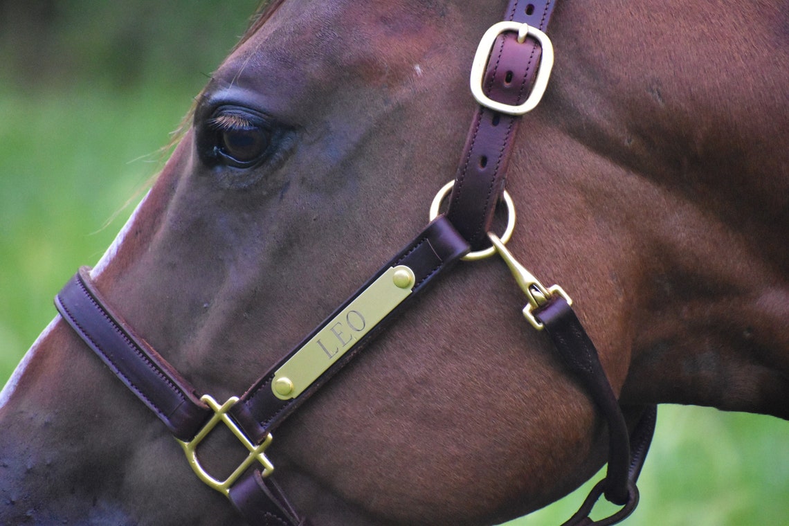 Personalized Leather Horse Halter With One Brass Tag - Etsy