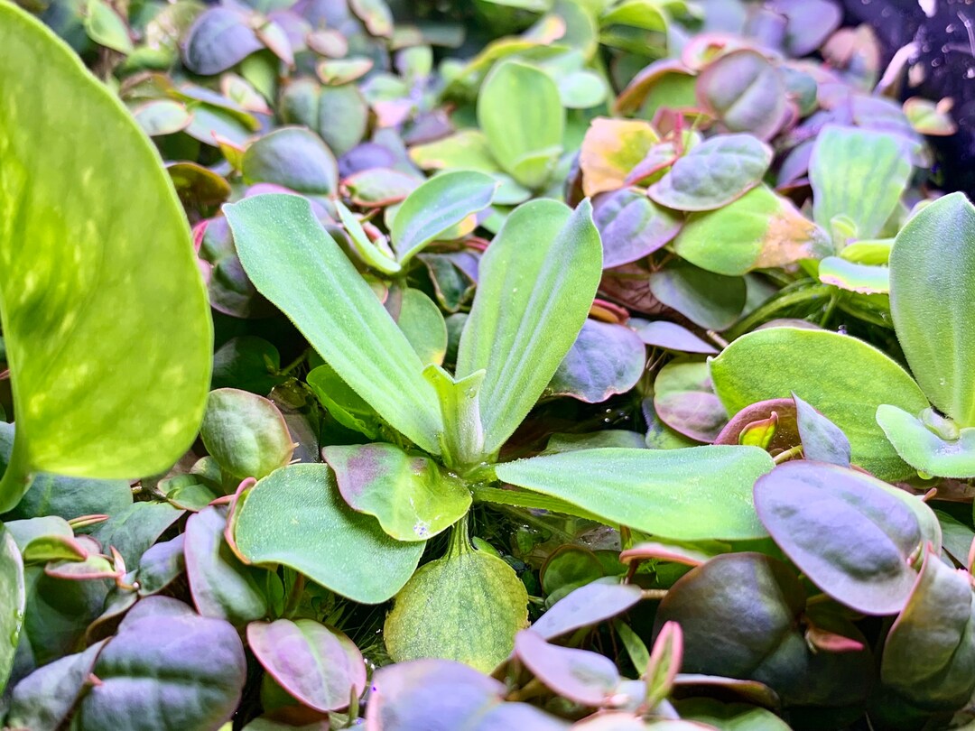Red Root Floaters & Water Lettuce Combo Pack - Etsy