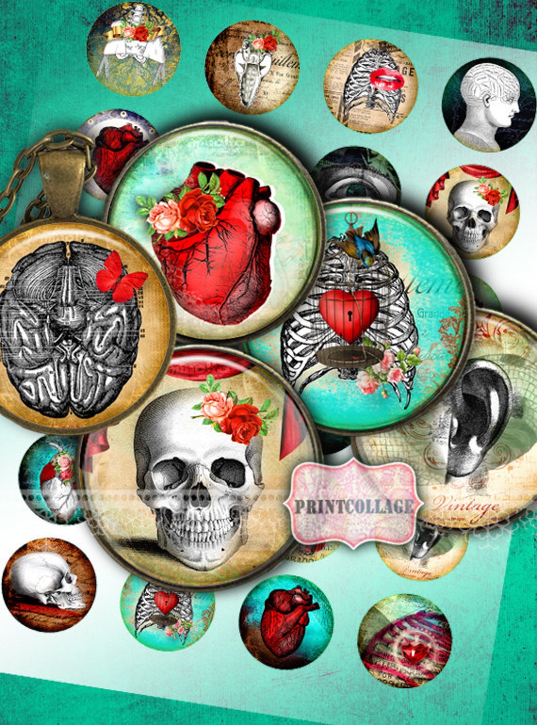 Anatomy Images - Digital Printable Sheet Cabochon Images 1.5 Inch 1 ...