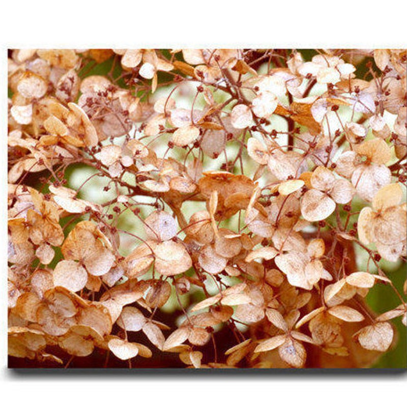 Rust Brown Hydrangea - Etsy