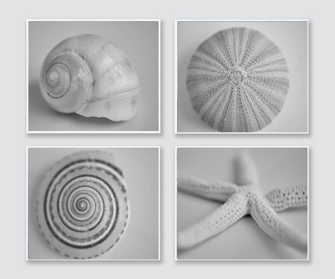 Black and White Shell Photography Set of 4 Prints Shabby Chic - Etsy