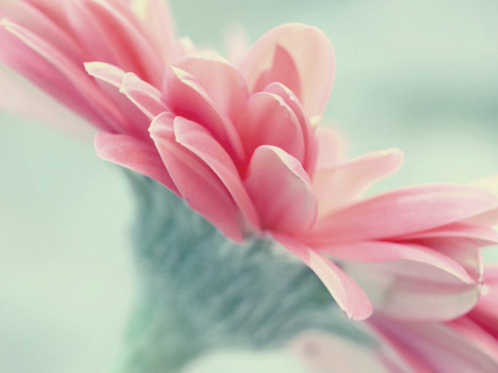 Pink and Mint Art Flower Photography Floral Art Print - Etsy
