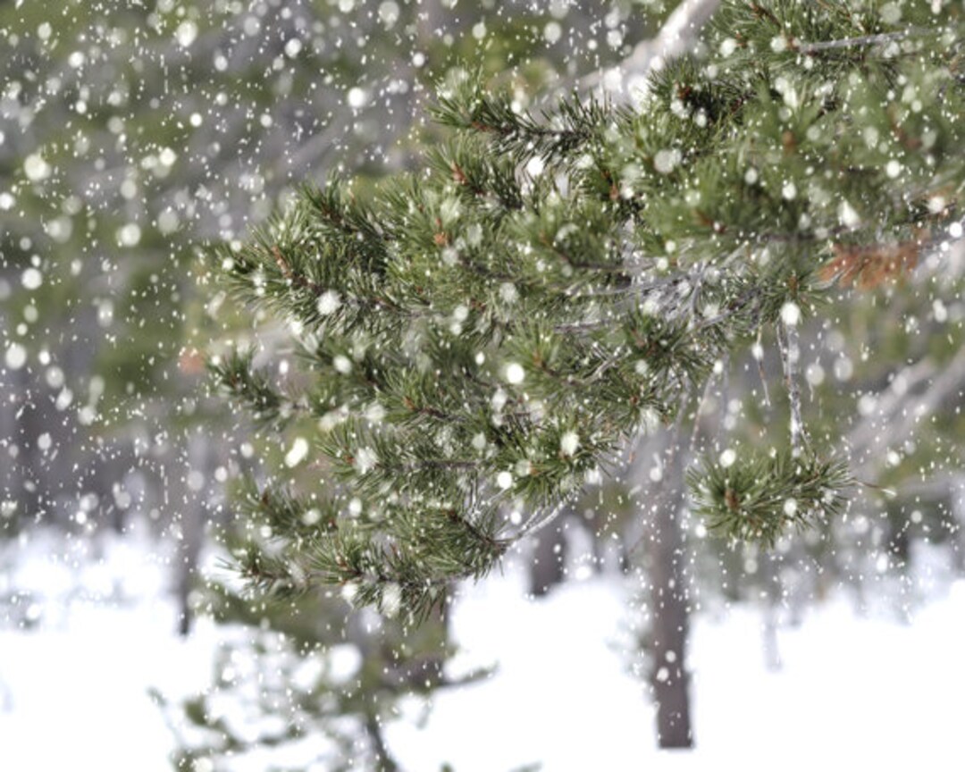 Winter Snow Wall Decor, Evergreen Tree, Nature Photography Print ...