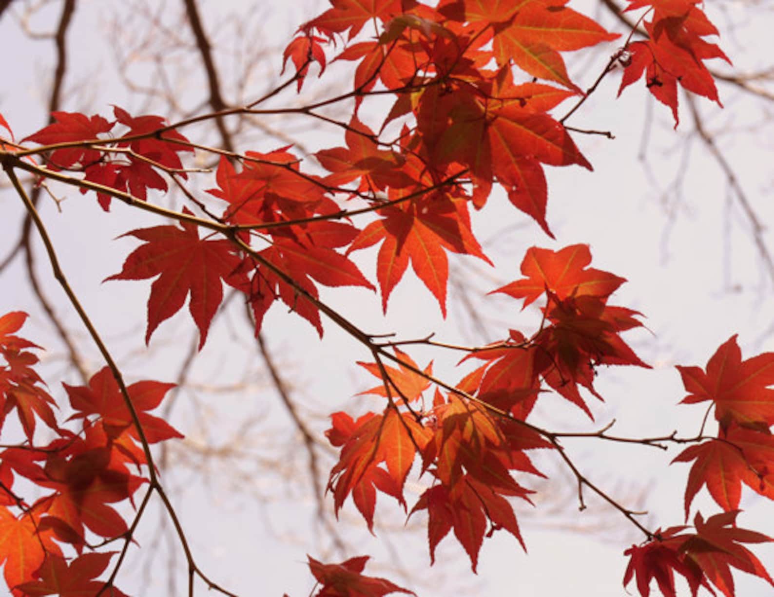 Red Art Red Photography Prints Red Pictures Set of 4 Photo | Etsy