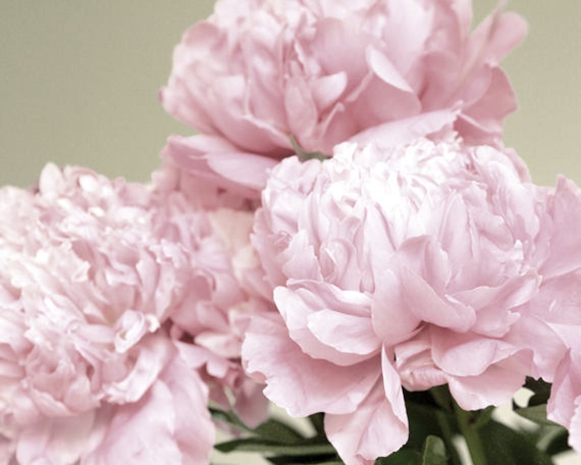 Peony Picture Pale Pink Flower Photo Print 11x14, Shabby Chic Artwork ...