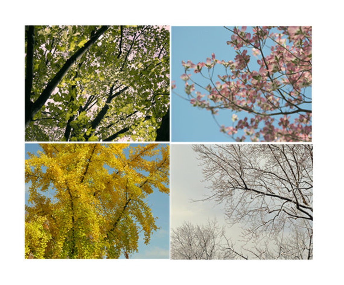 Four Seasons Tree Photography Set, 4 Wall Art Prints 11x14, 8x10 Spring ...