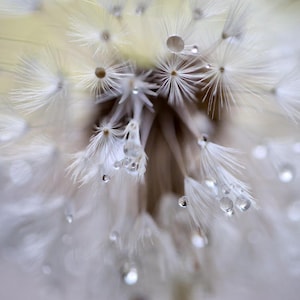 Bathroom Wall Art, Dandelion Photography Print, Rain Water Drops ...