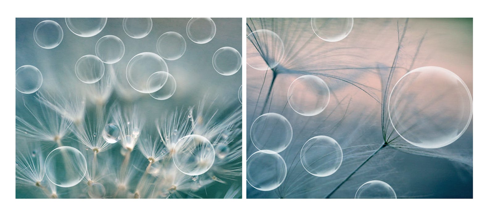 Bathroom Wall Decor Dandelion Photography Set of 2 Prints, Bubbles Art ...