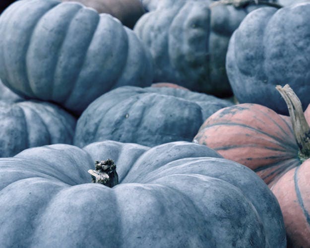 Blue pumpkin photography blue kitchen wall art large | Etsy