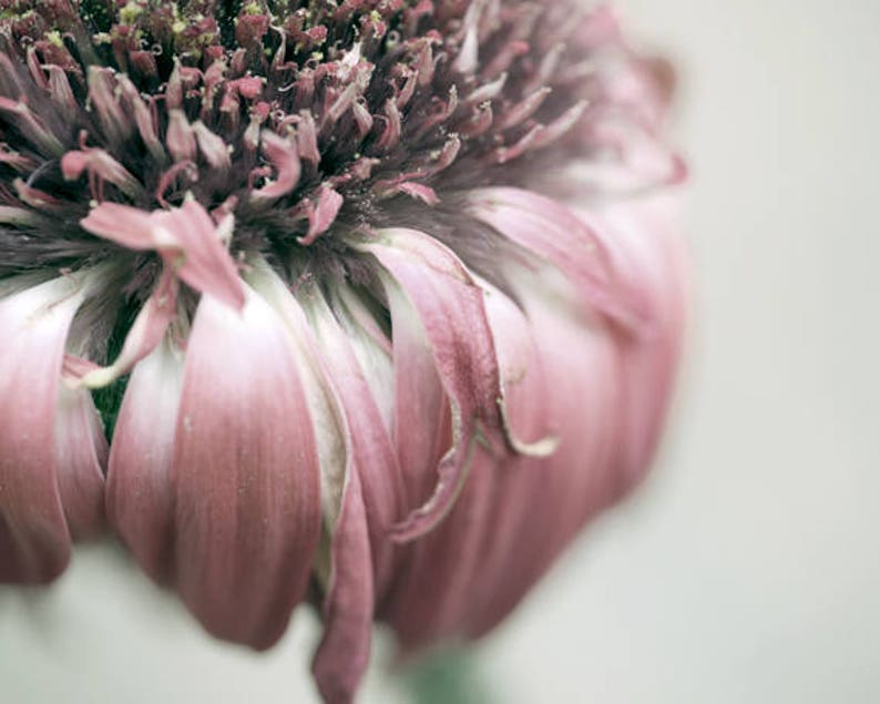 Flower Photography Print, off White Blush Dusty Pink Floral Wall Decor ...