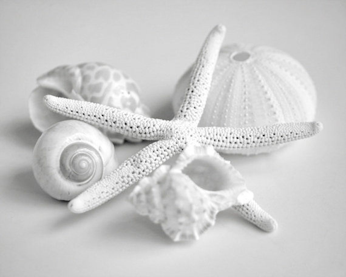 Pale Grey Bathroom Wall Art Sea Shells Art Print Starfish - Etsy