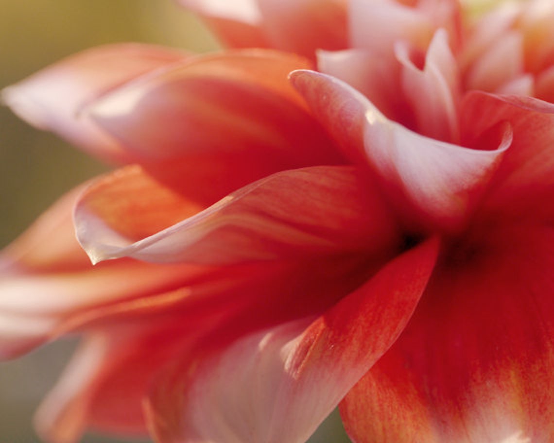 Red Art Red Photography Prints Red Pictures Set of 4 Photo | Etsy