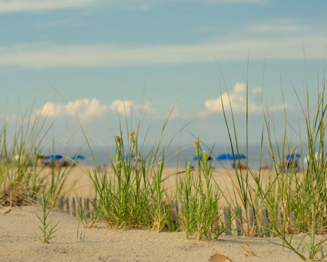 Large Coastal Print, Beach Grass Photography, Nautical Wall Picture ...
