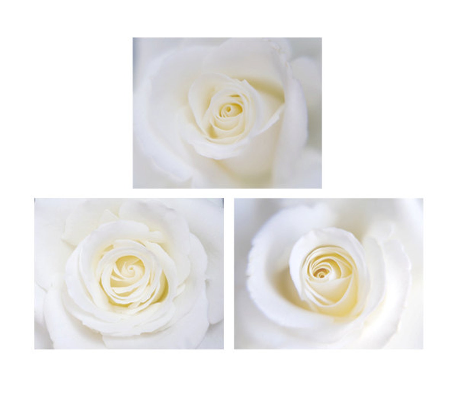 White Wall Art Set, White Rose Print Set 3 White Flower Pictures, White ...