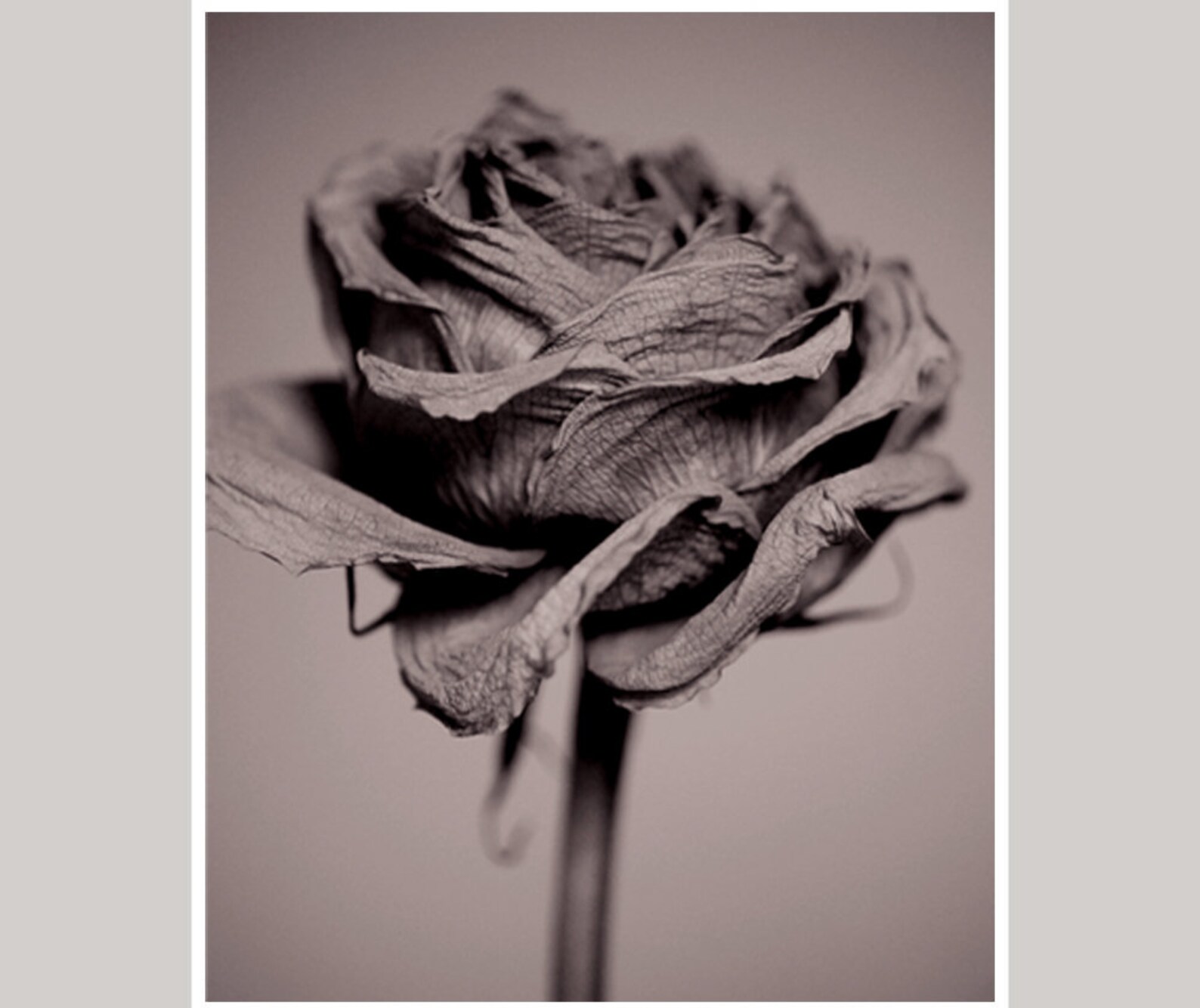 Sepia Print, Dry Rose Photography, Brown Tan Flower Artwork, Vertical ...