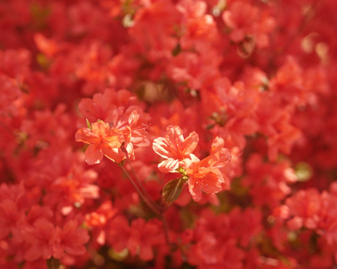 Red Art Red Photography Prints Red Pictures Set of 4 Photo | Etsy