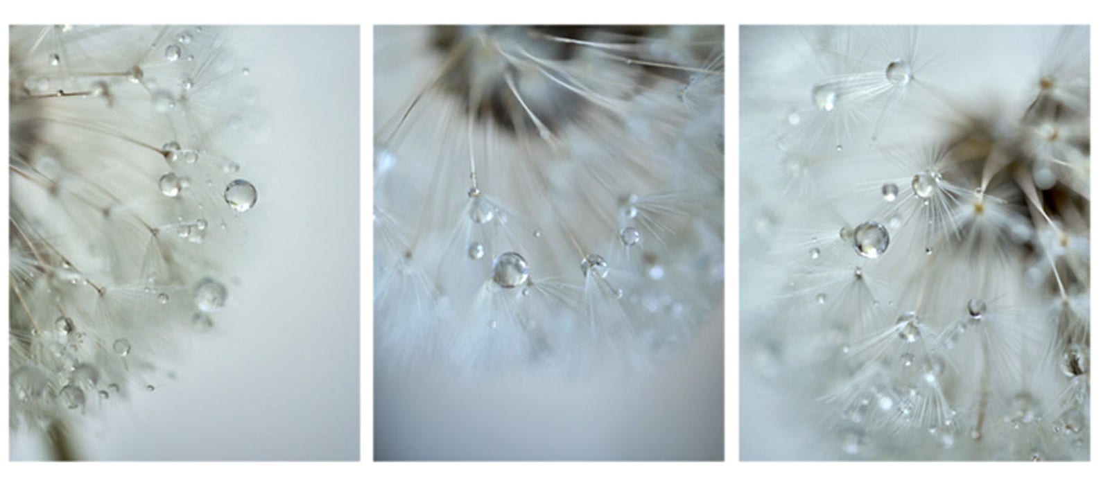 Bathroom Wall Art, Dandelion Print Set, Dandelion Photography Set of 3 ...
