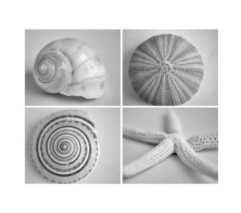 Black and White Shell Photography Set of 4 Prints Shabby Chic - Etsy